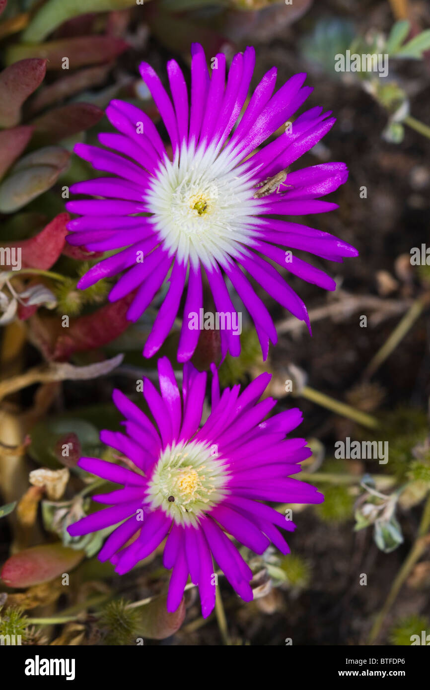 Round-leaved Pigface (Disphyma crassifolium) flower with small ...