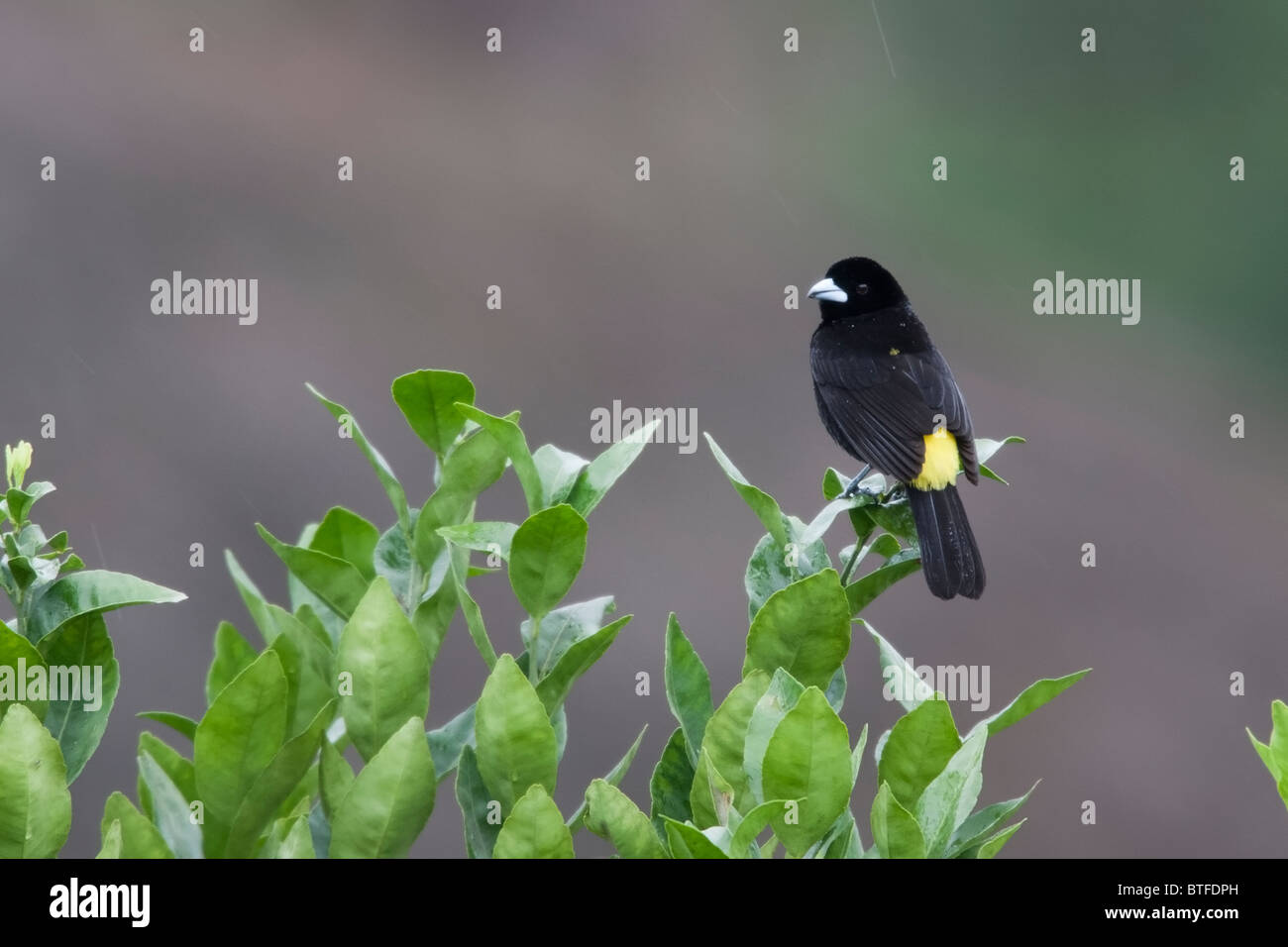 Flame-rumped Tanager (Ramphocelus flammigerus icteronotus), male Stock ...