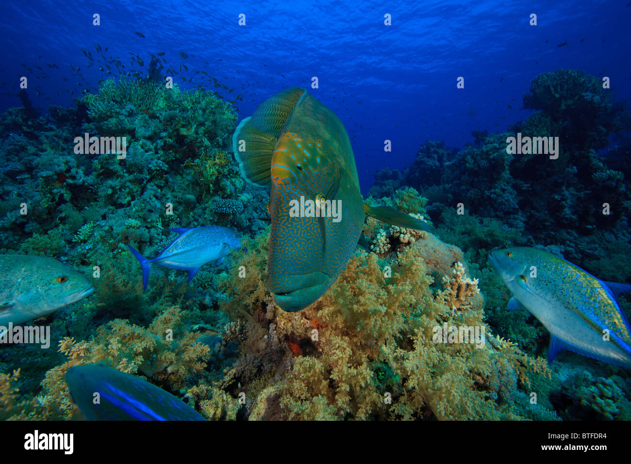 Napoleon wrasse red sea hi-res stock photography and images - Alamy