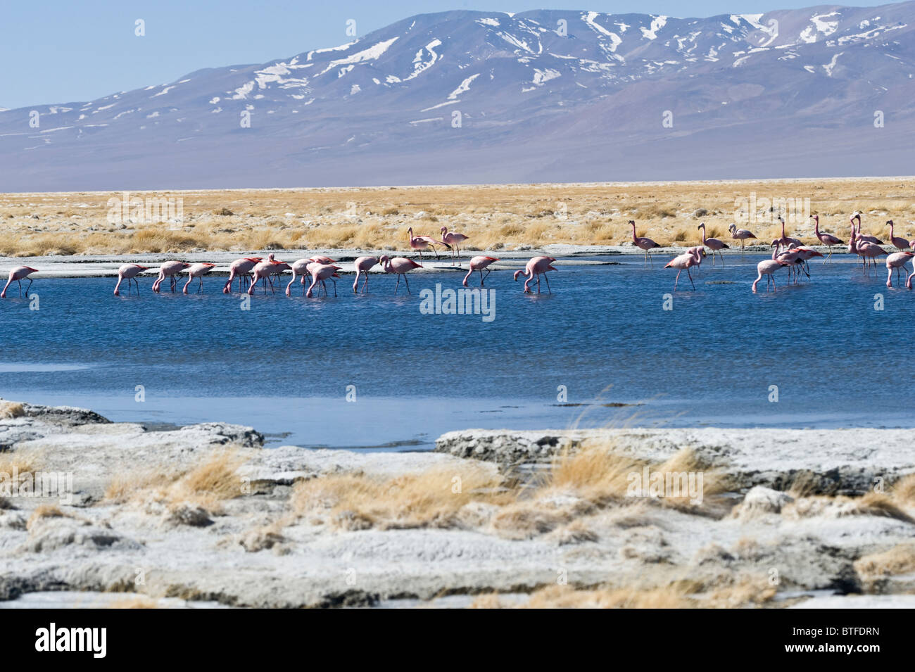The Andean Flamingo (Phoenicopterus andinus) flock feeds shallow salty ...