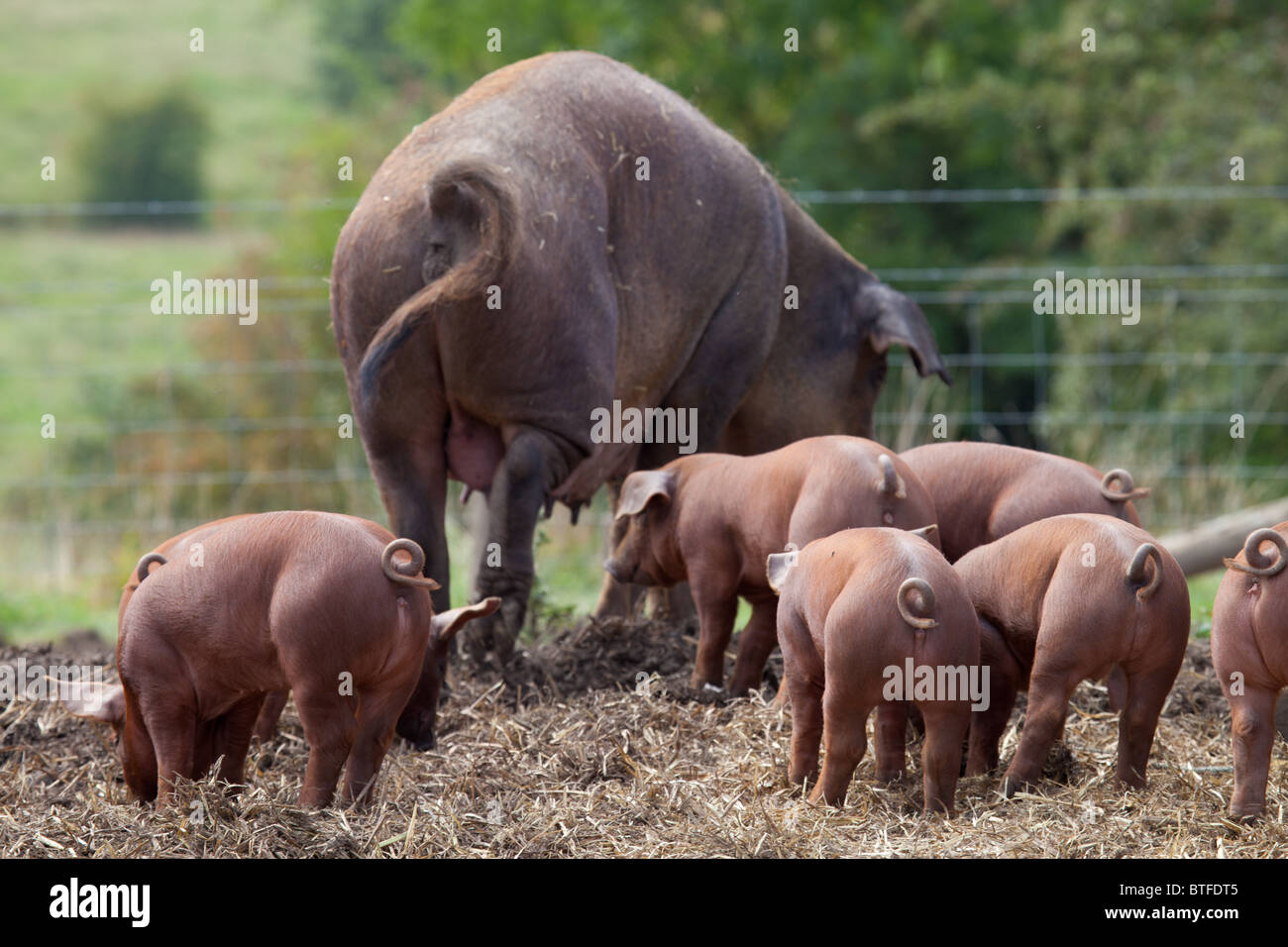 Family of pigs showing 7 piglets and the sow feeding in the farmyard ...