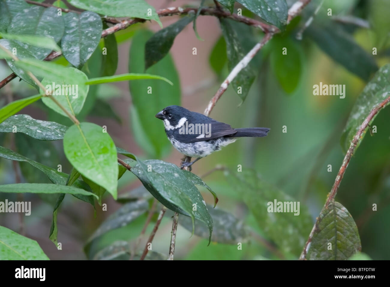 Variable Seedeater (Sporophila corvina ophthalmica), male Stock Photo ...