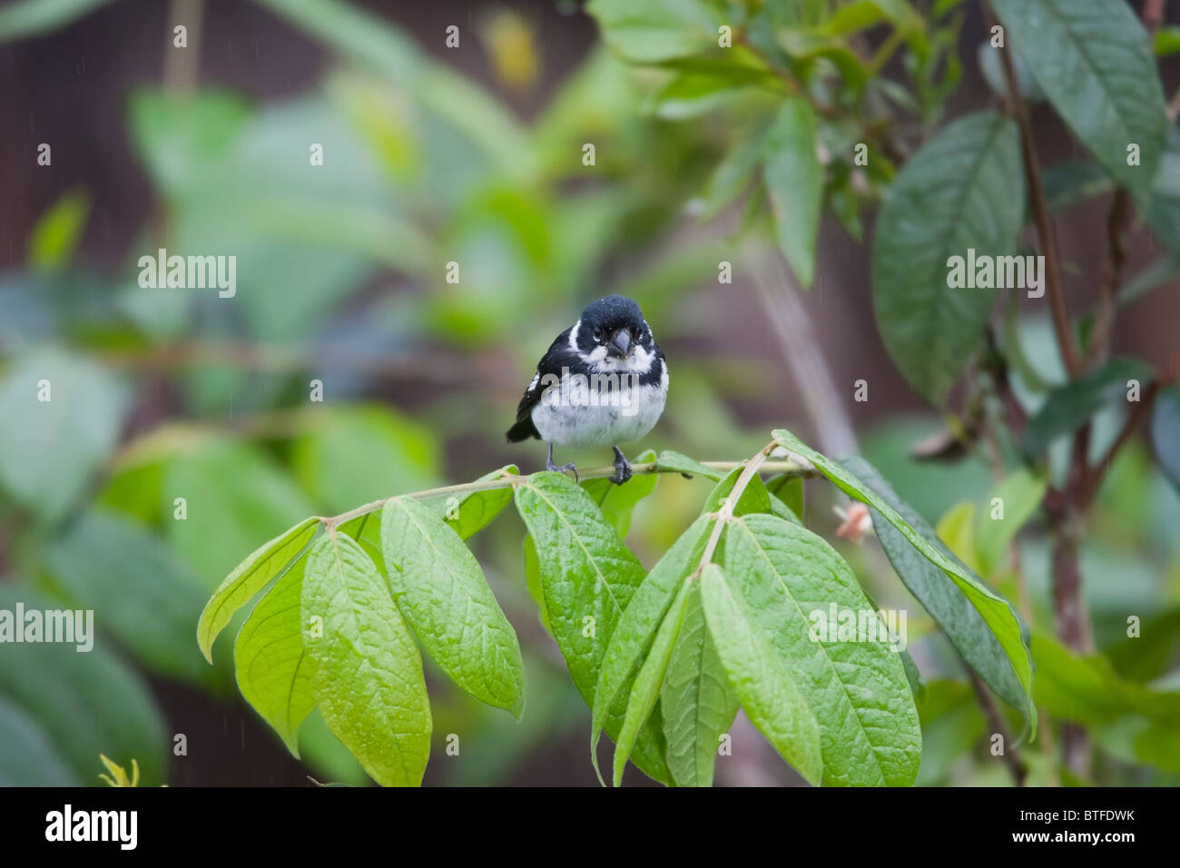 Variable Seedeater (Sporophila corvina ophthalmica), male Stock Photo ...