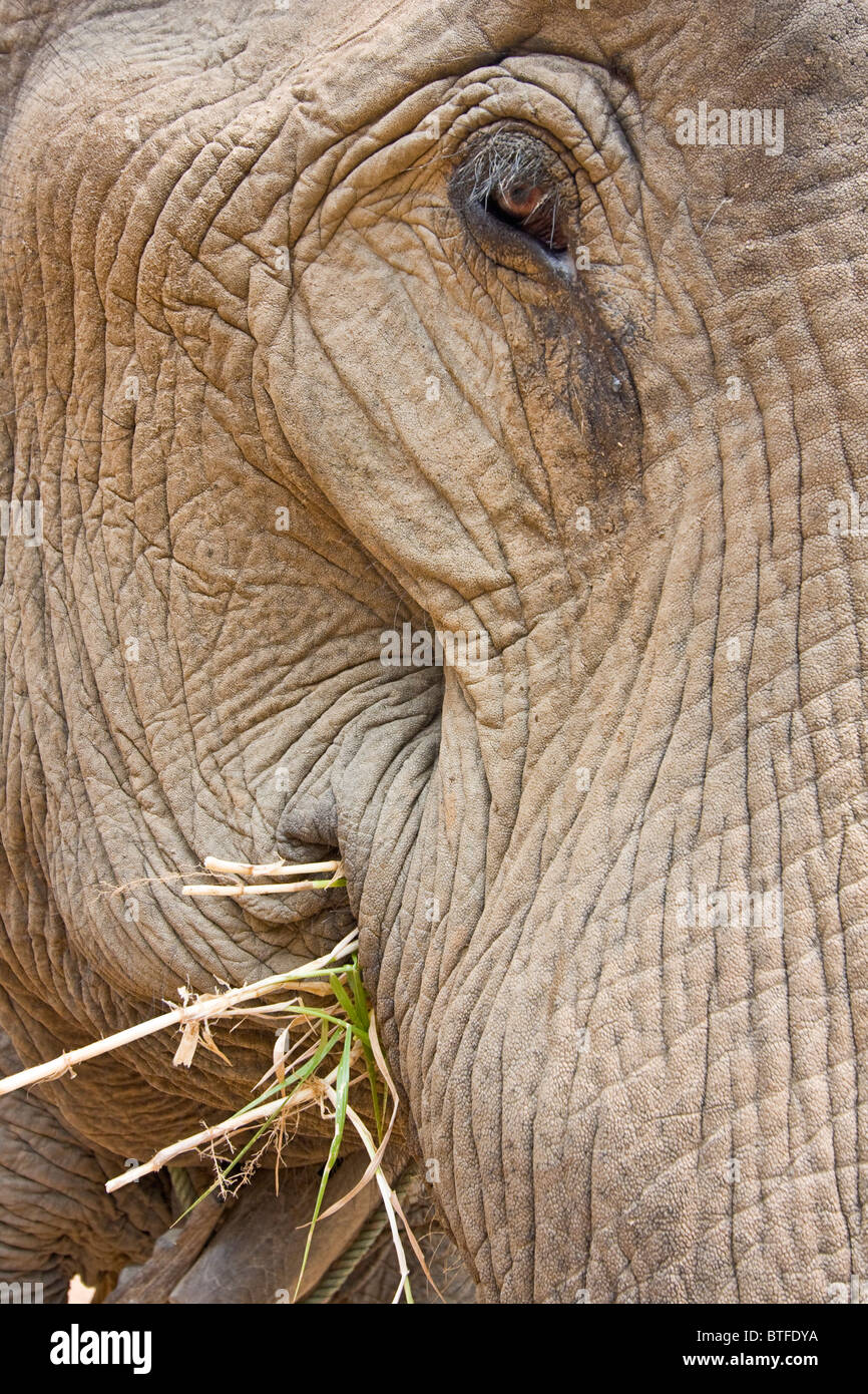 Closeup of Asian elephant eating straw, Chiang Mai area of northern ...
