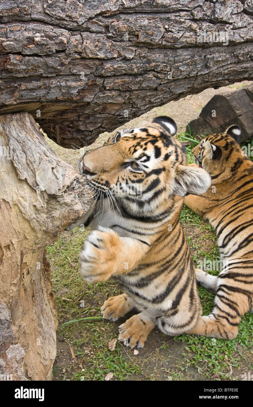 Tiger in thailand sanctuary hi-res stock photography and images - Alamy
