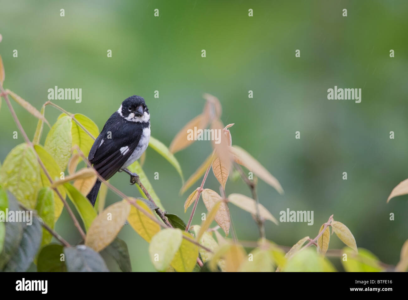 Variable Seedeater (Sporophila corvina ophthalmica), male Stock Photo ...