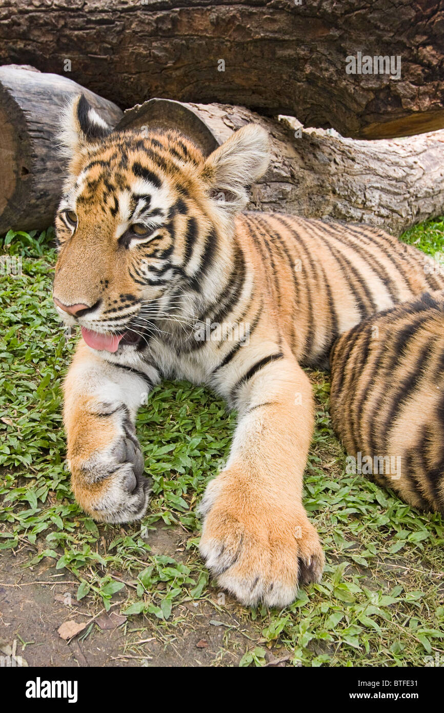 Six-month-old tiger cub. These are Indochinese tigers, called Corbett's ...