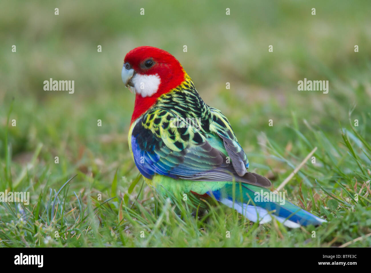 male Eastern Rosella (Platycercus eximius Stock Photo - Alamy