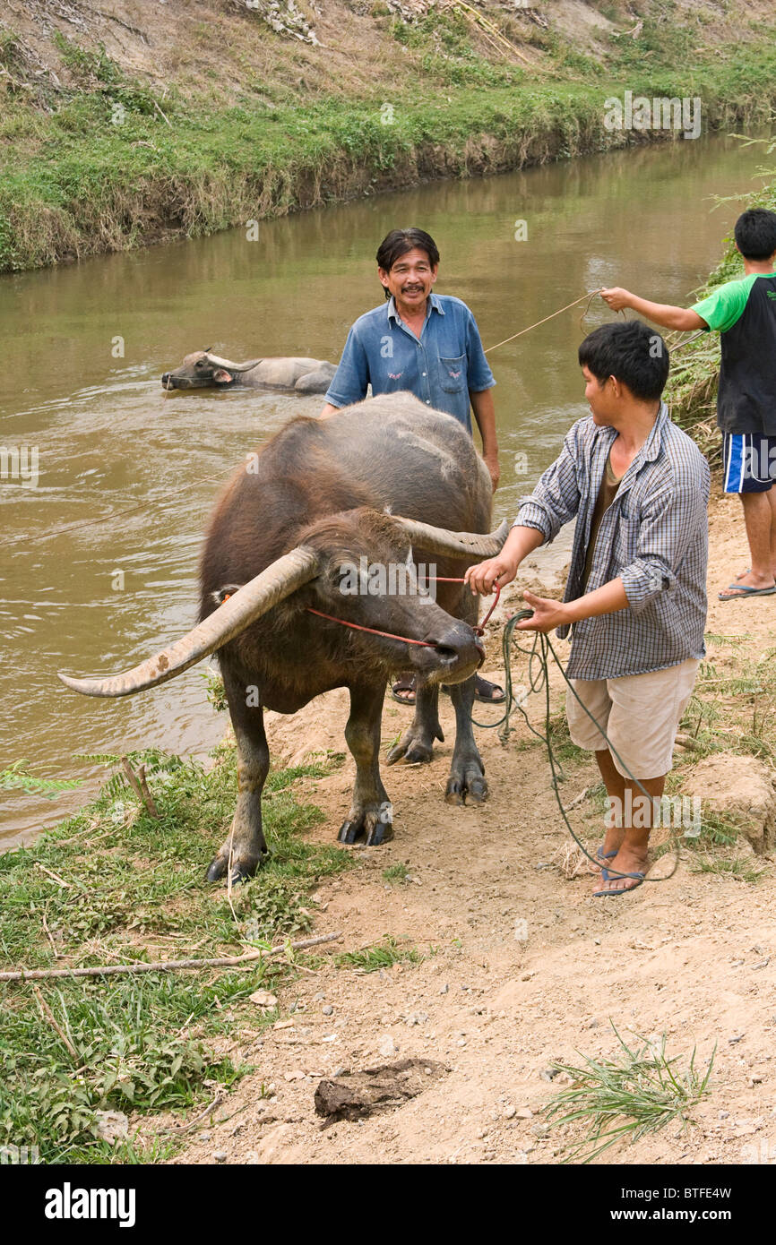 Local men herd water buffalo into and out of stream on the outskirts of ...