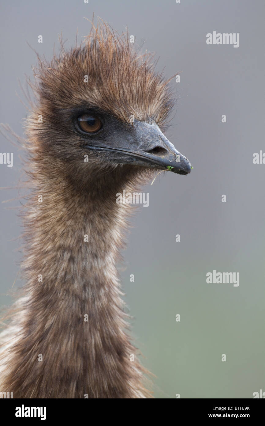 Emu head portrait hi-res stock photography and images - Alamy