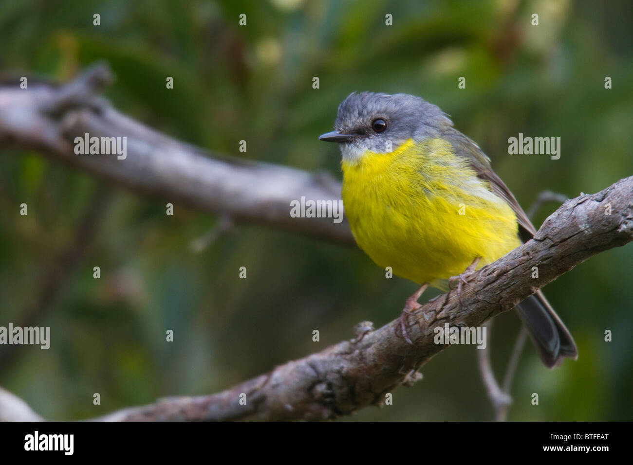 Eastern yellow robin hi-res stock photography and images - Alamy