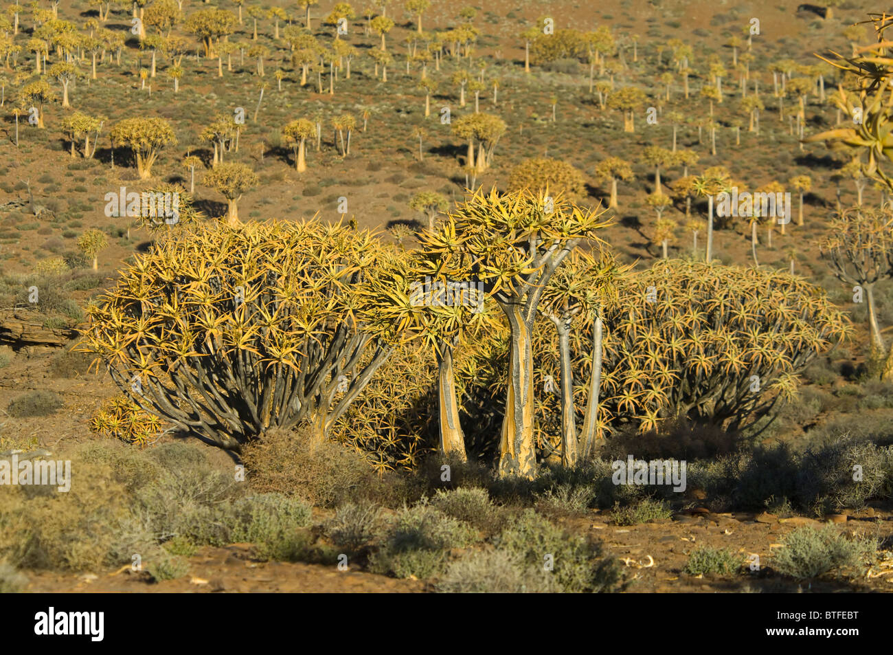Quiver Tree Forest Namaqualand Northern Cape South Africa Stock Photo ...