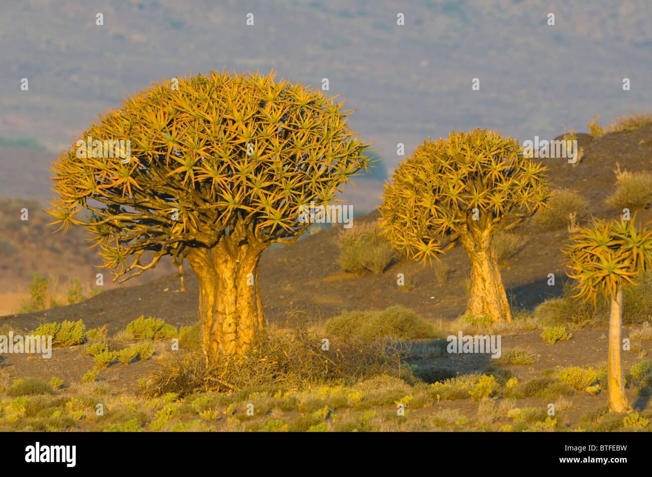 Quiver Tree Forest Namaqualand Northern Cape South Africa Stock Photo ...