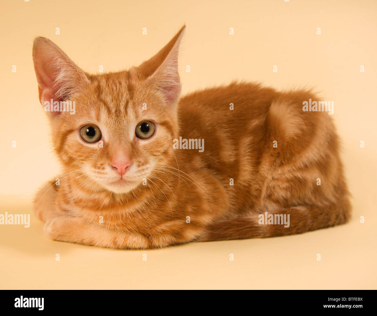 Studio shot of Ginger Tom Kitten Tabby cat lying down and looking ...