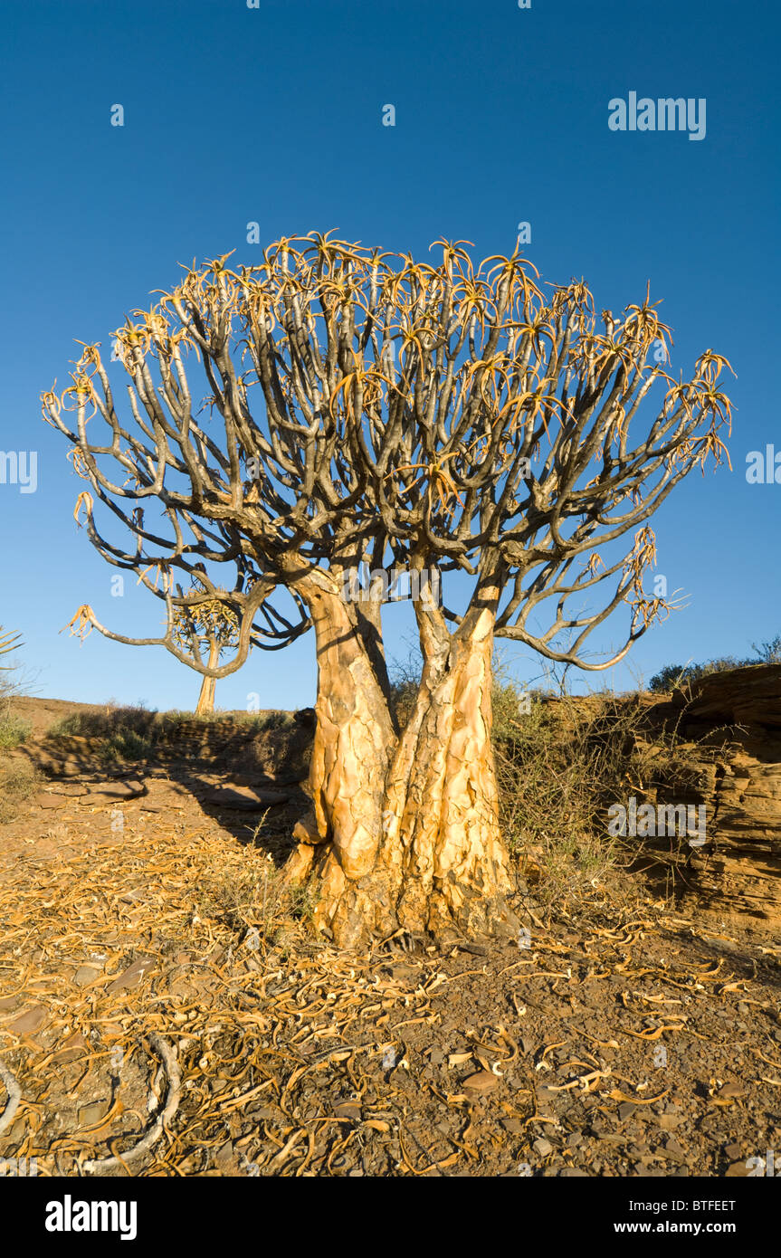 Quiver Tree Forest, Namaqualand ,Northern Cape, South Africa Stock ...
