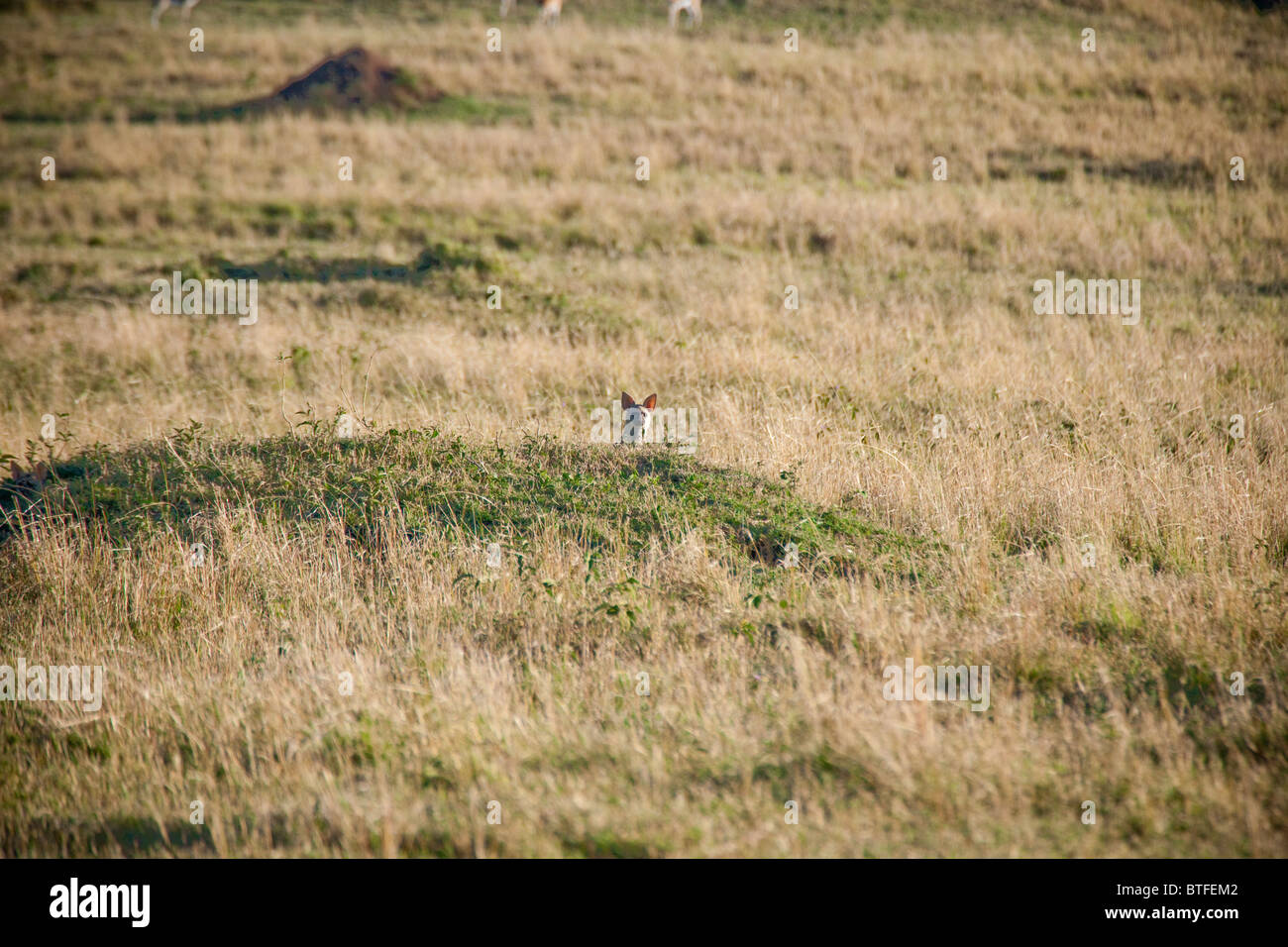 Bat Eared Fox, Masai Mara, Kenya, Africa Stock Photo - Alamy