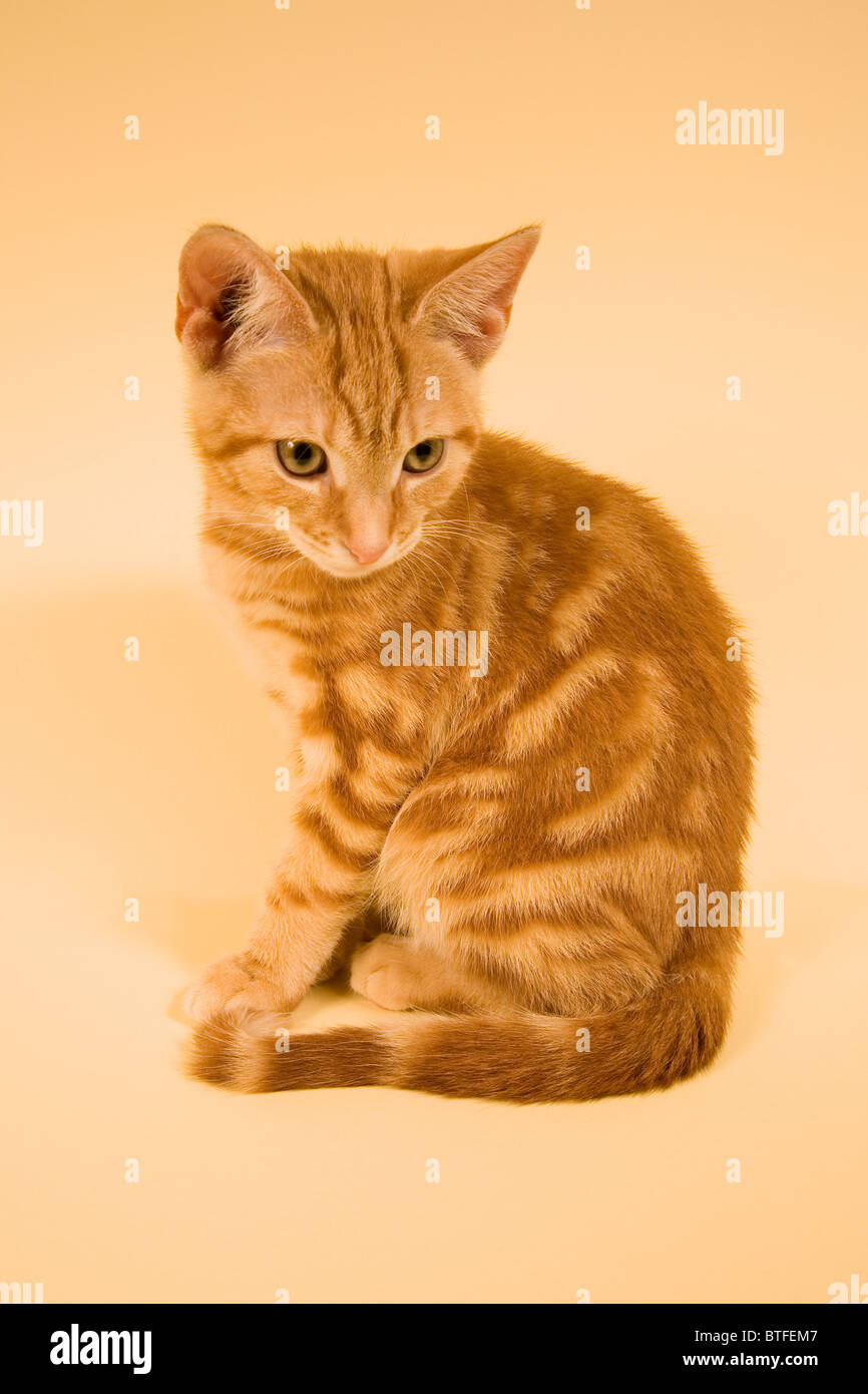 Studio shot of Ginger Tom Kitten Tabby cat seated and looking towards ...