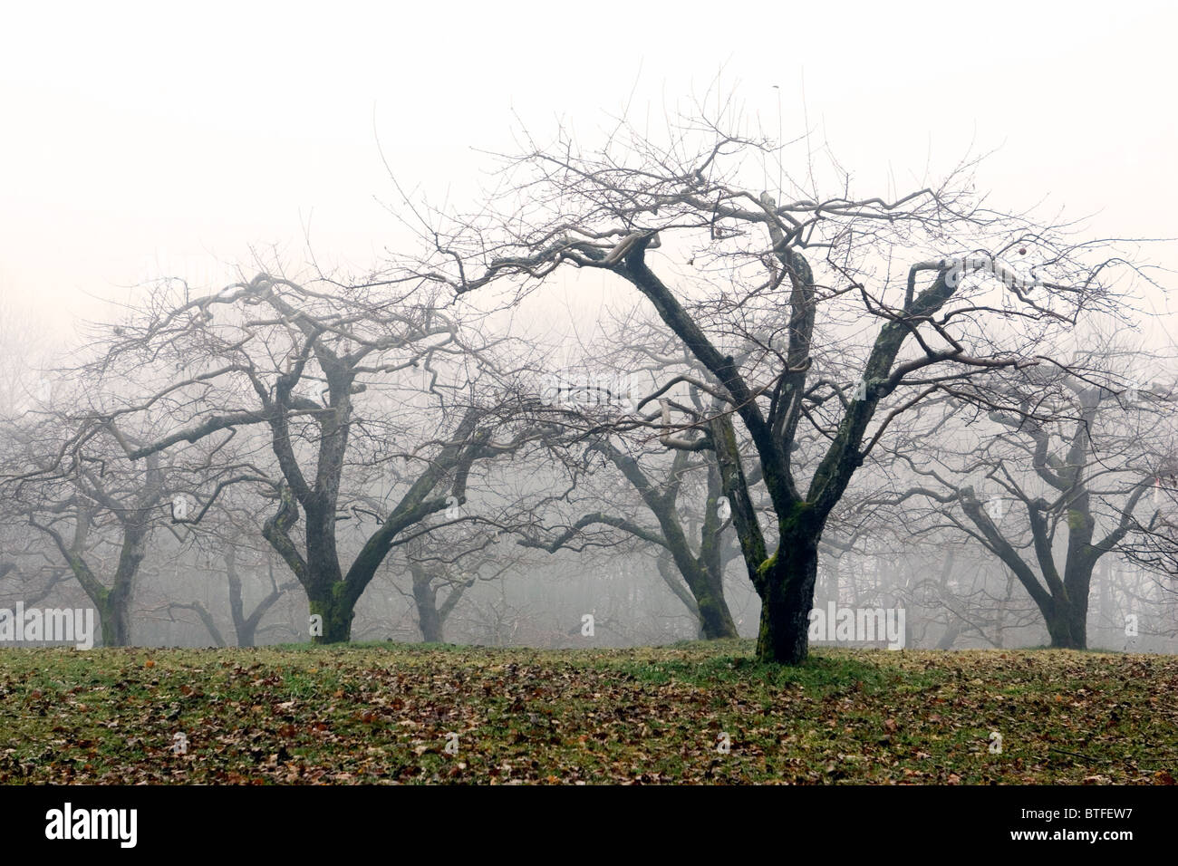 Apple trees in theearly morning fog Stock Photo - Alamy