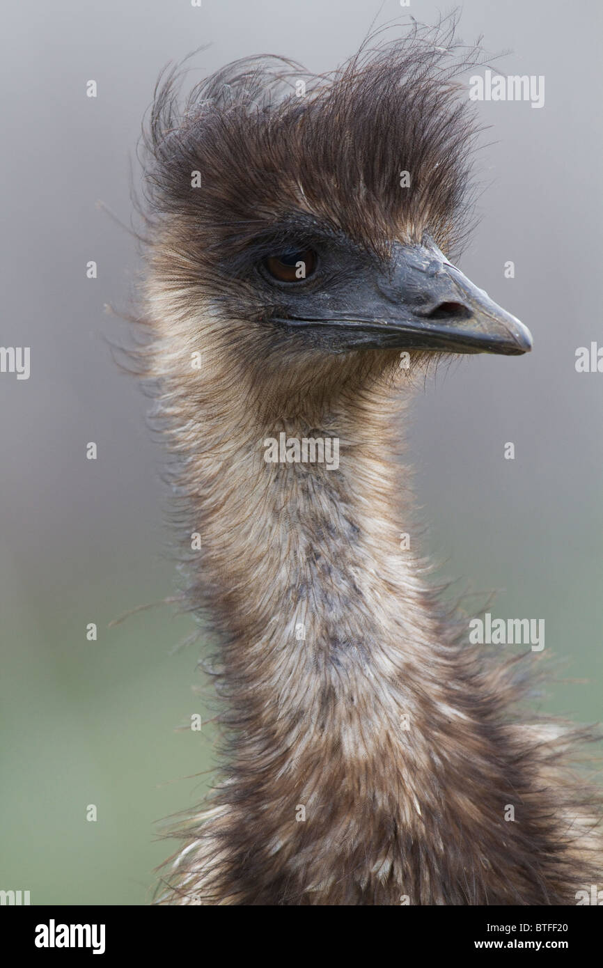 Emu head portrait hi-res stock photography and images - Alamy
