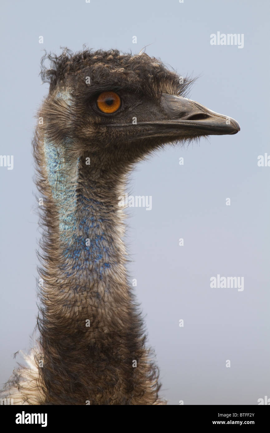 Emu Head Portrait Stock Photos & Emu Head Portrait Stock Images - Alamy