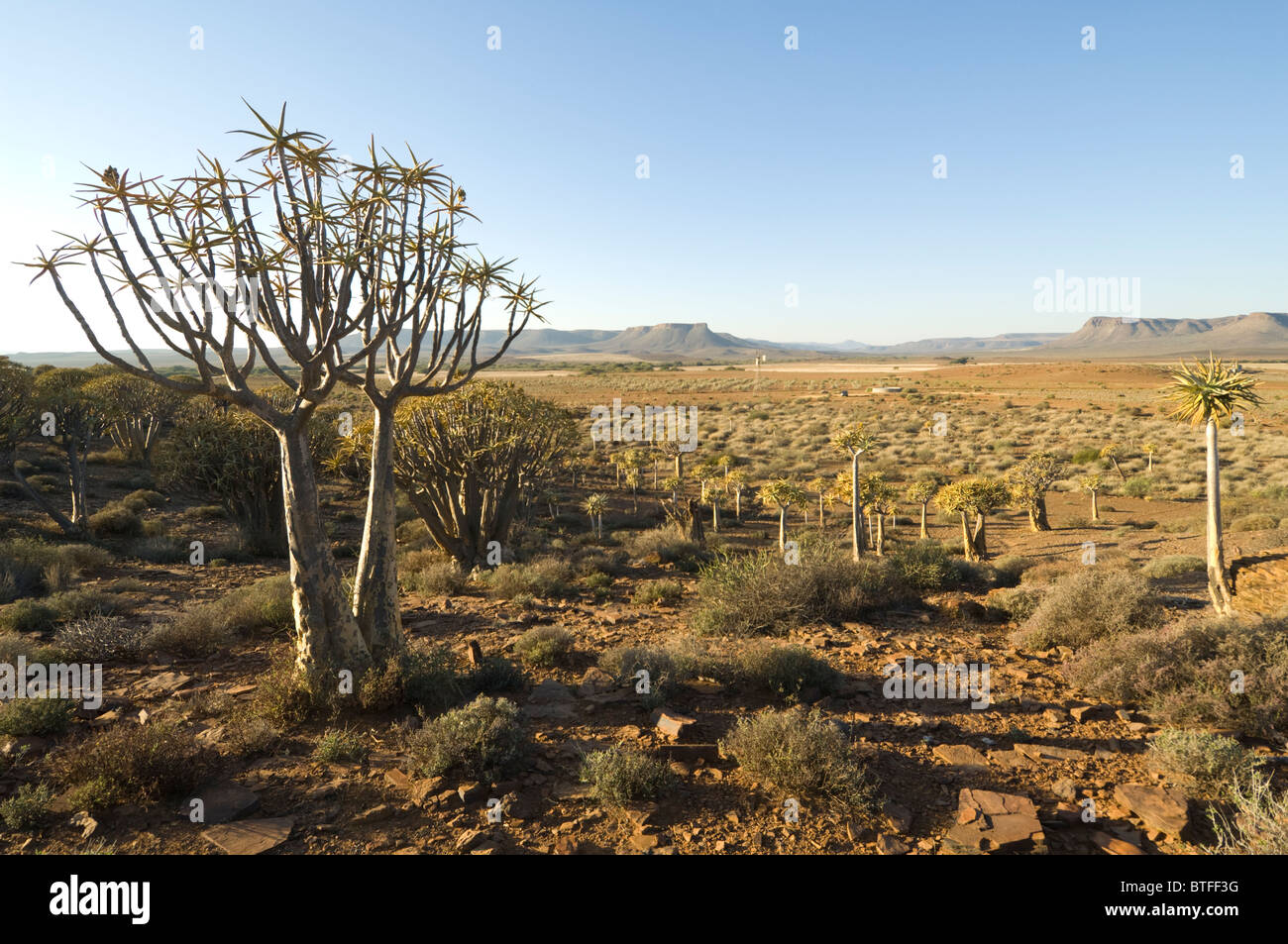 Quiver Tree Forest, Namaqualand ,Northern Cape, South Africa Stock ...