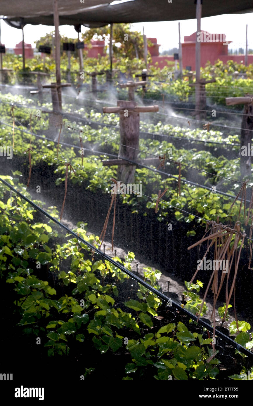 Hacienda pisco distillery near ica hi-res stock photography and images ...