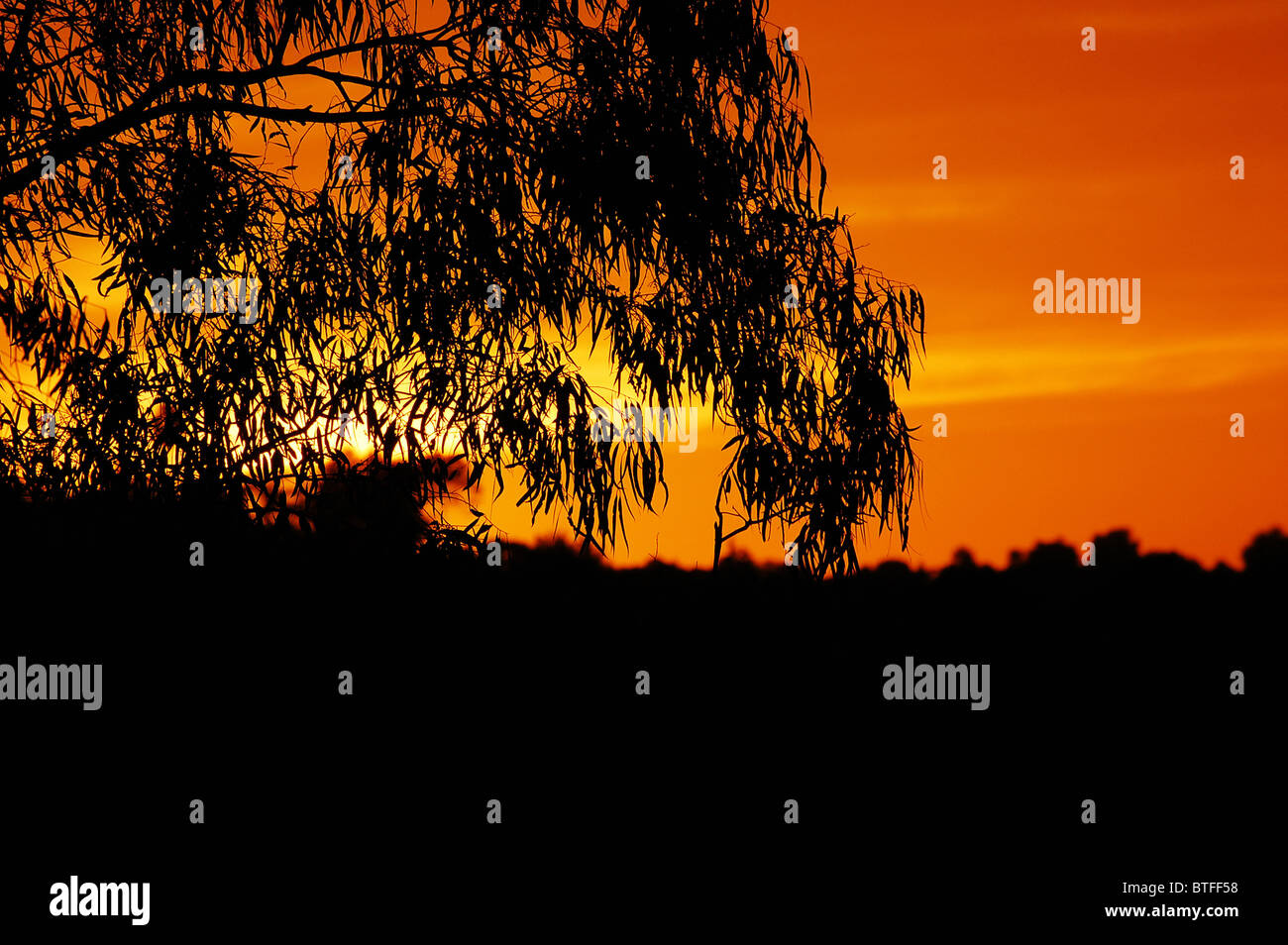 Tree silhouette and sunset Stock Photo - Alamy