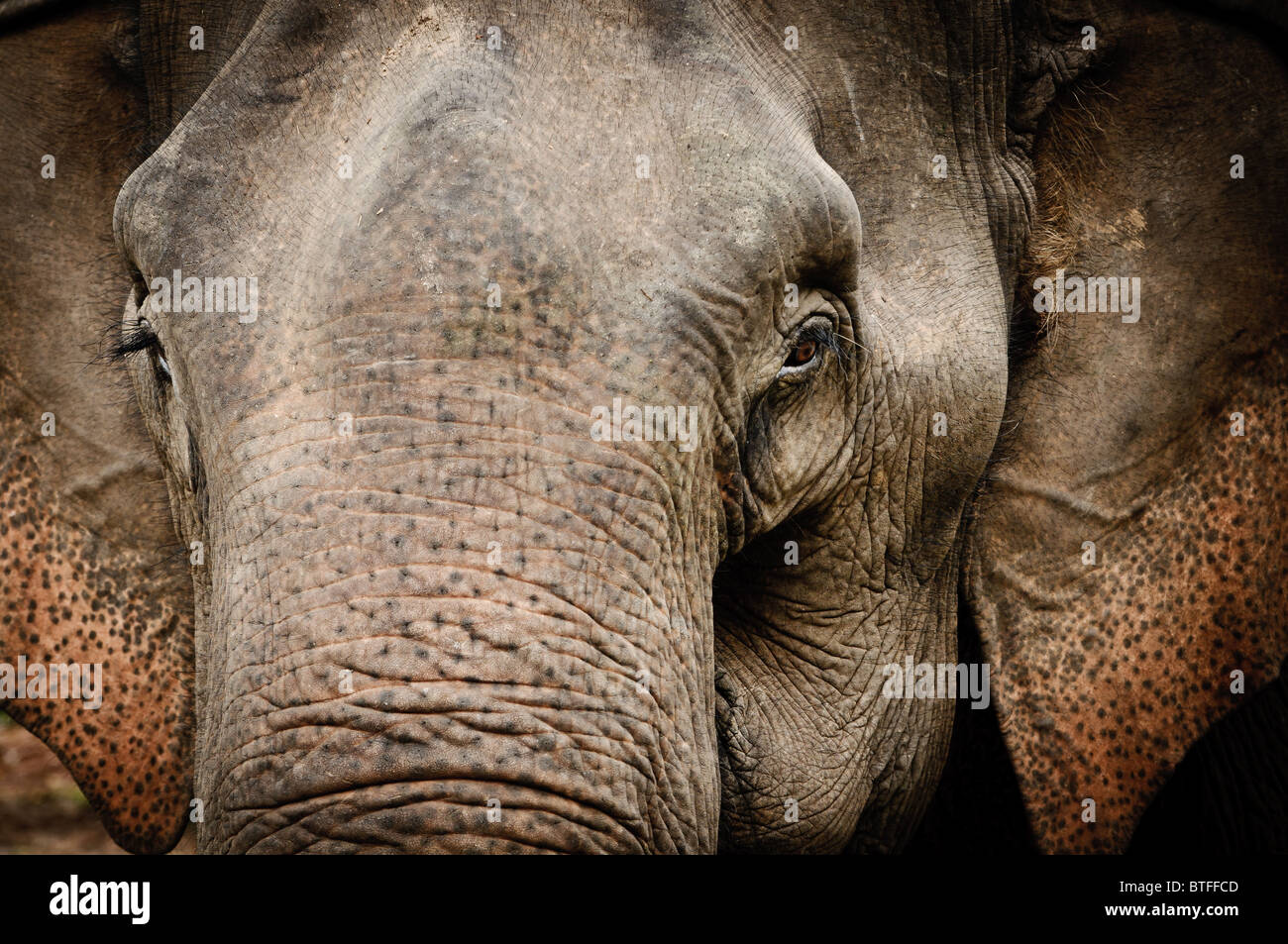 Elephant in an elephant camp in Chiang Rai province, northern Thailand ...