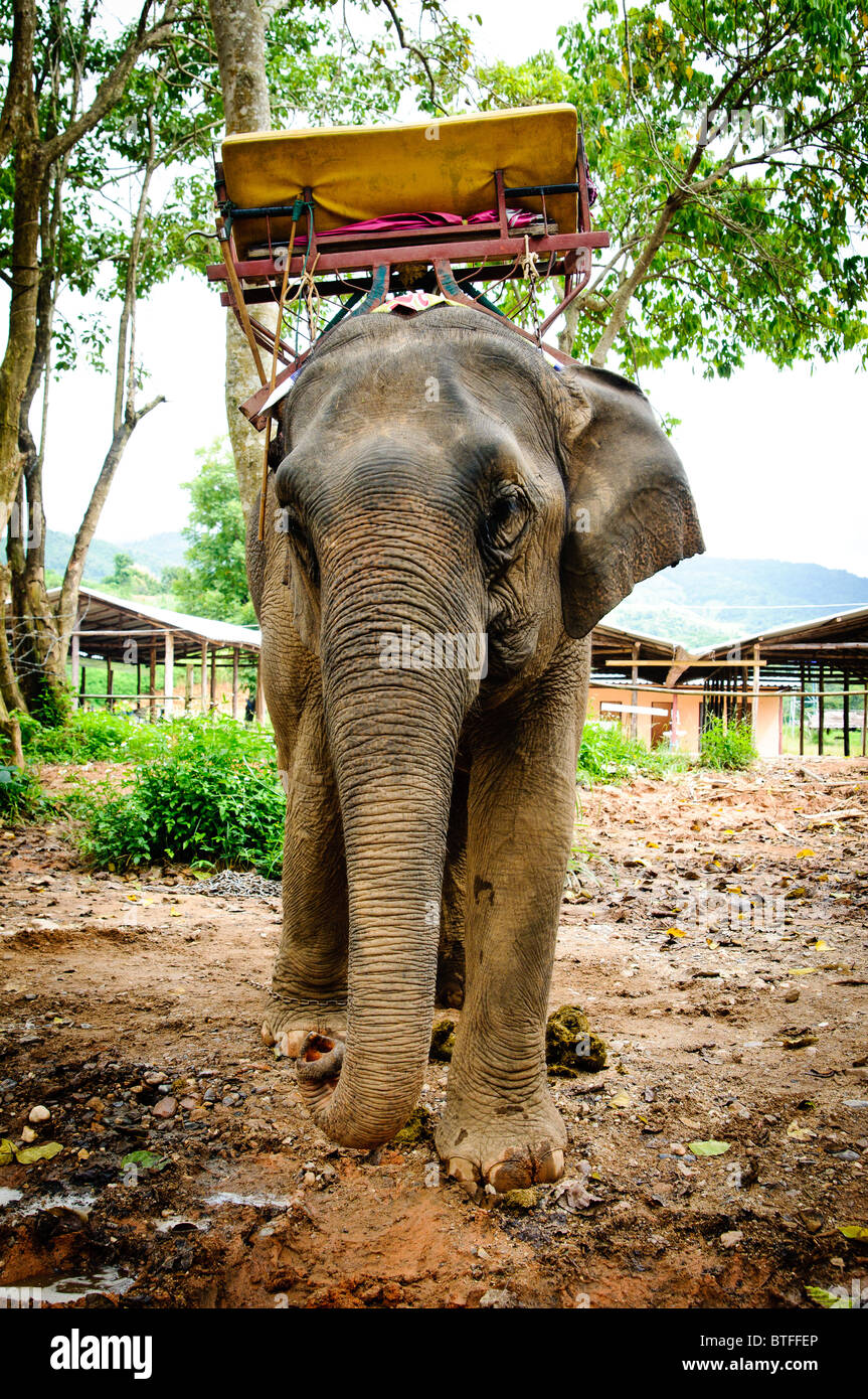 Elephant in an elephant camp in Chiang Rai province, northern Thailand ...