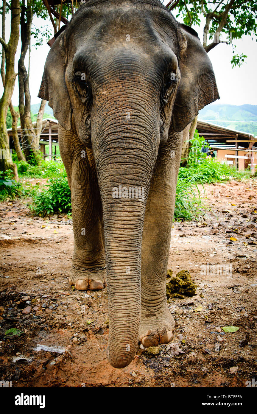 Elephant in an elephant camp in Chiang Rai province, northern Thailand ...