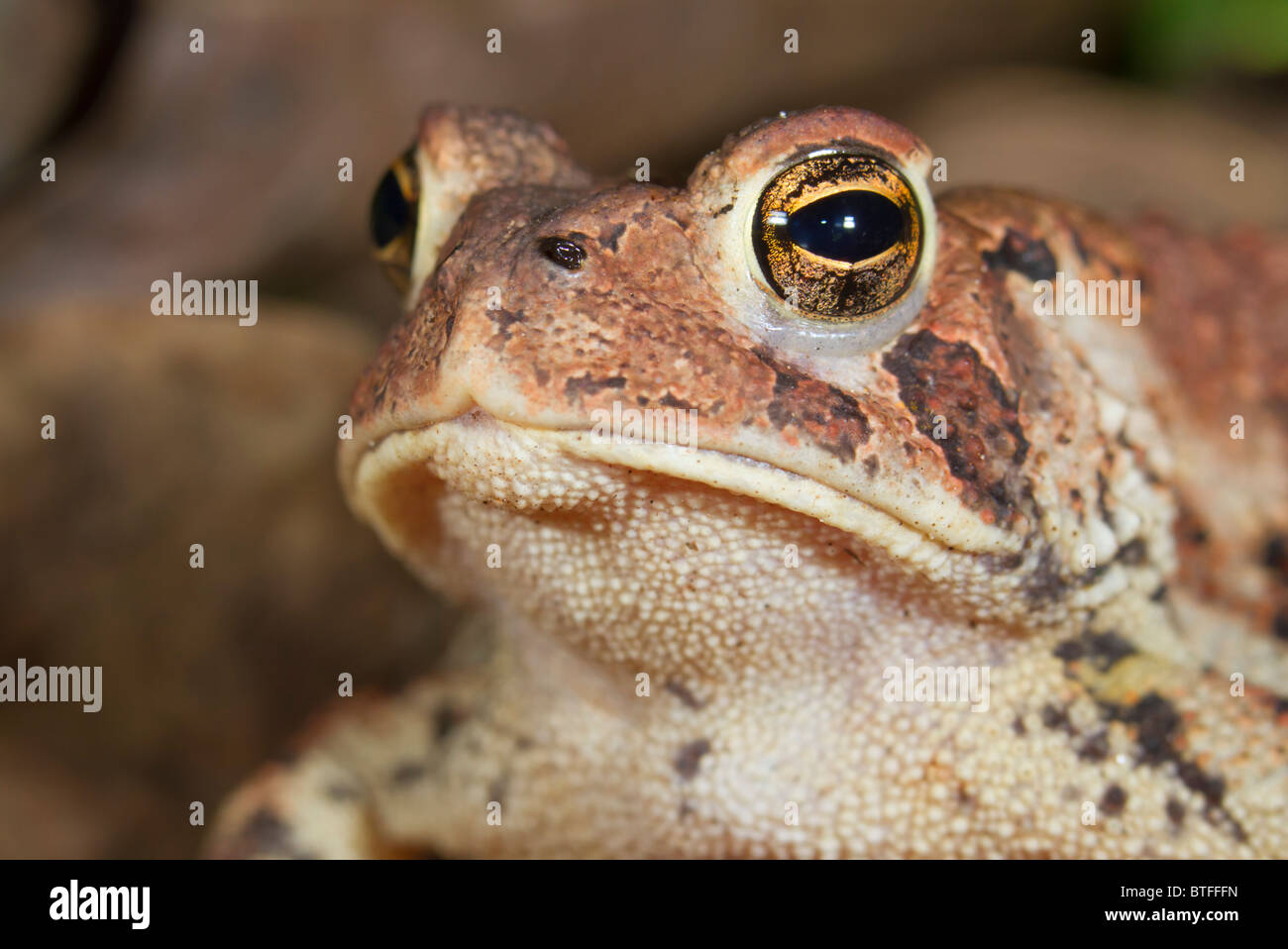American toad (Bufo americanus) portrait Stock Photo - Alamy