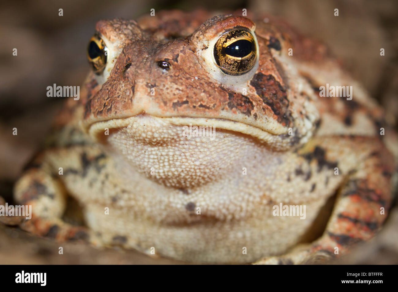 American toad (Bufo americanus) portrait, Georgia, USA Stock Photo - Alamy