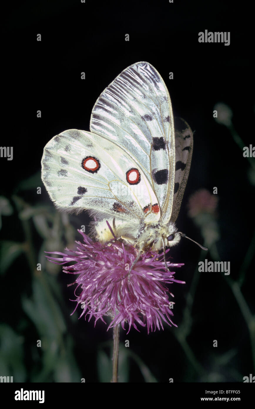 Apollo butterfly (Parnassius apollo), Tian Shan Mountains, Southern ...