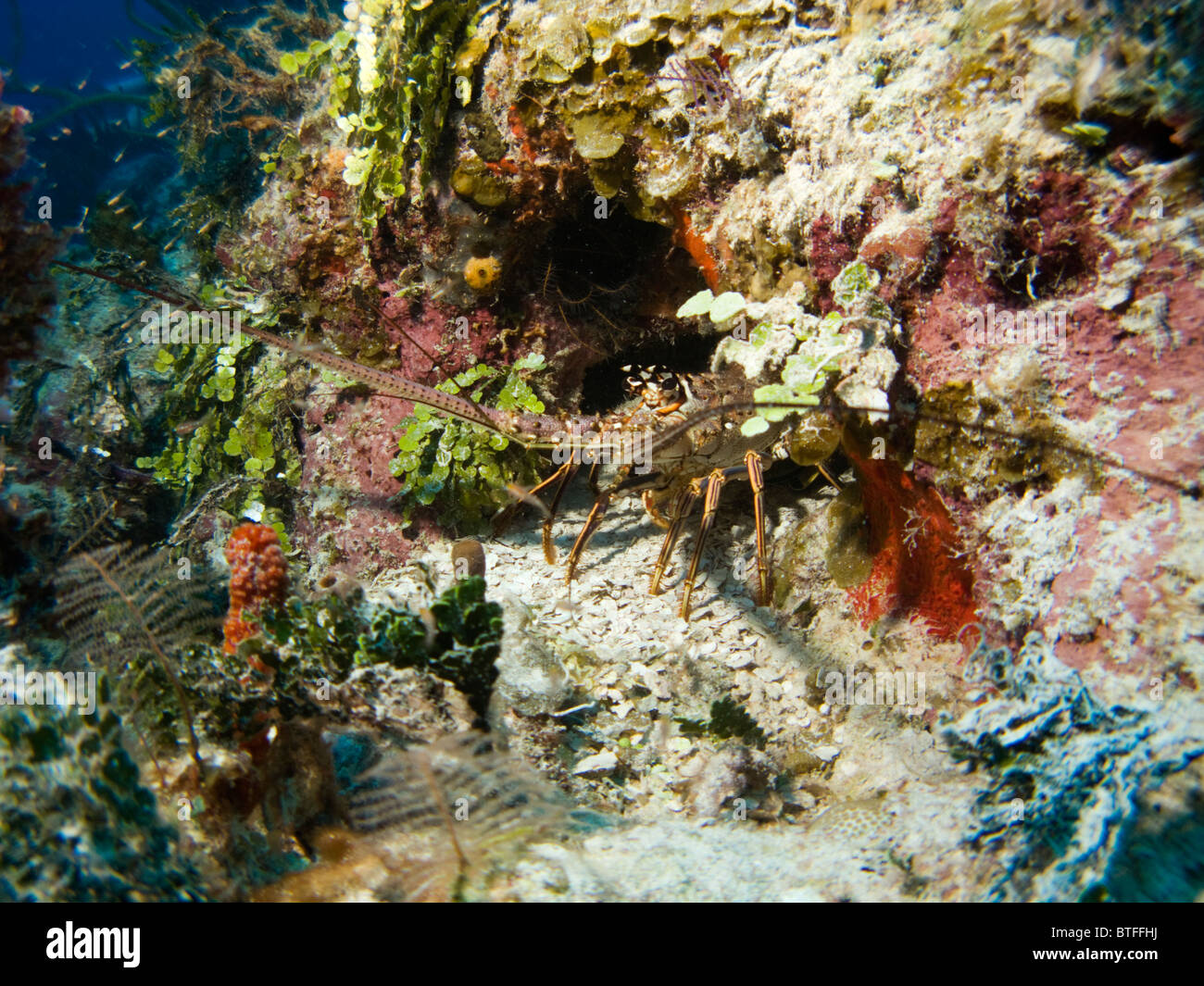 Crawfish, Nassau, Bahamas Stock Photo - Alamy