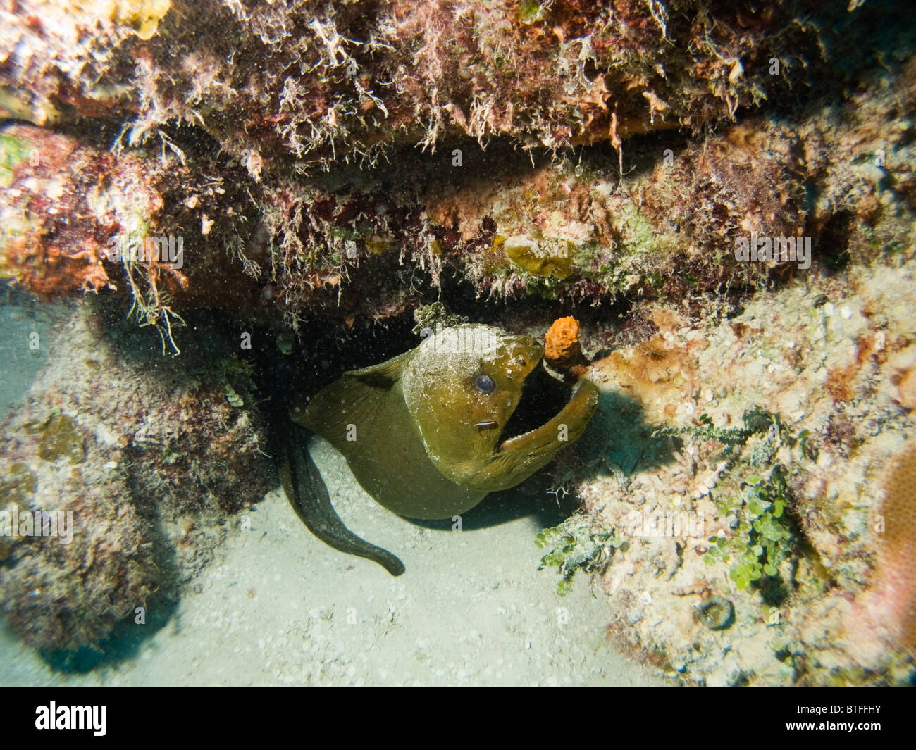 Moray Eel, Nassau, Bahamas Stock Photo - Alamy