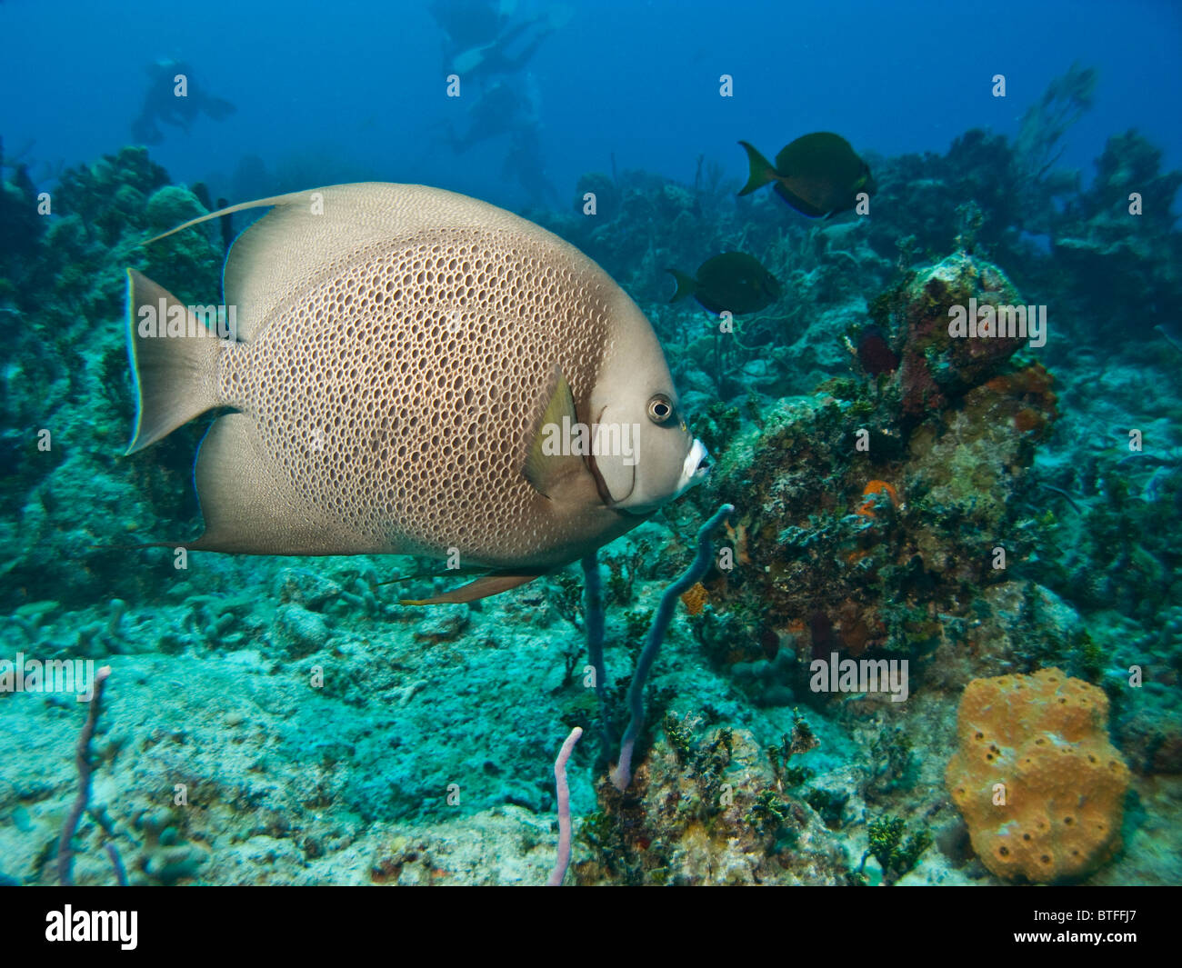 Gray Angelfish, Mike's Reef, Nassau, Bahamas Stock Photo - Alamy
