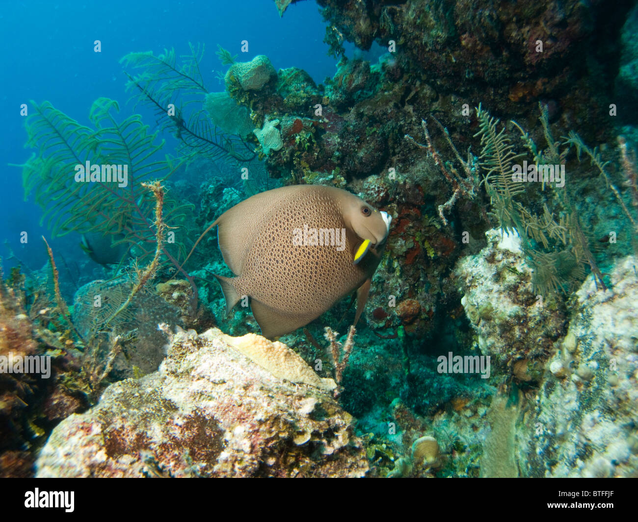Gray Angelfish, Nassau, Bahamas Stock Photo - Alamy