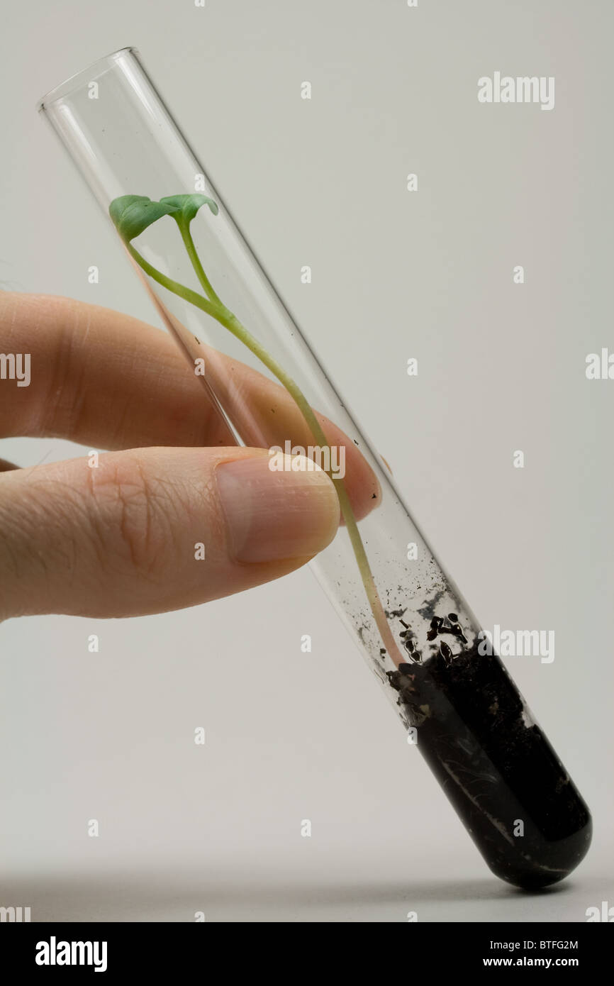 Radish Seed Sprouting in Test Tube Stock Photo - Alamy