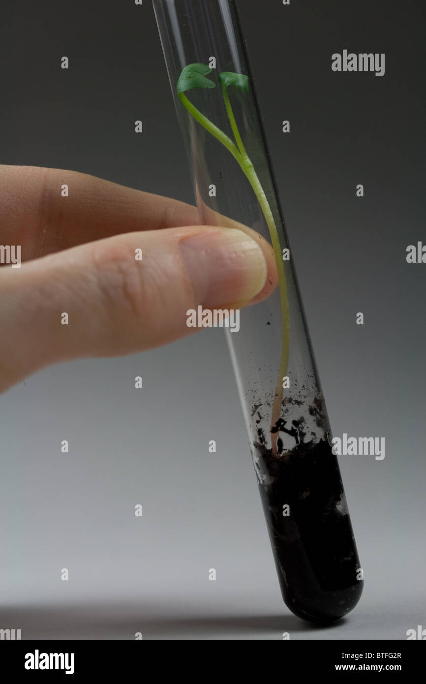 Testing seeds hi-res stock photography and images - Alamy