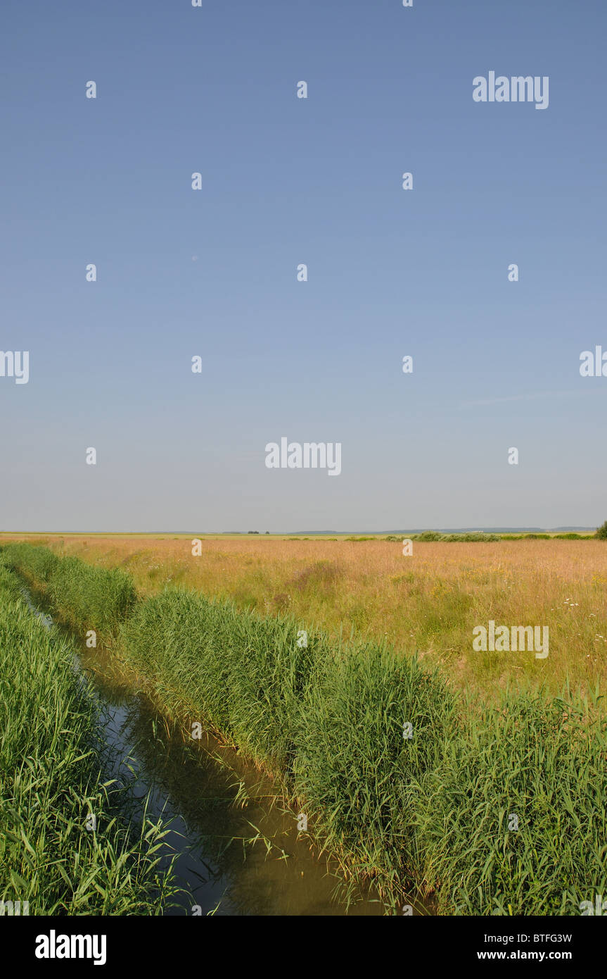 Typical marshland landscape,Baie de Somme, Picardy,France Stock Photo ...