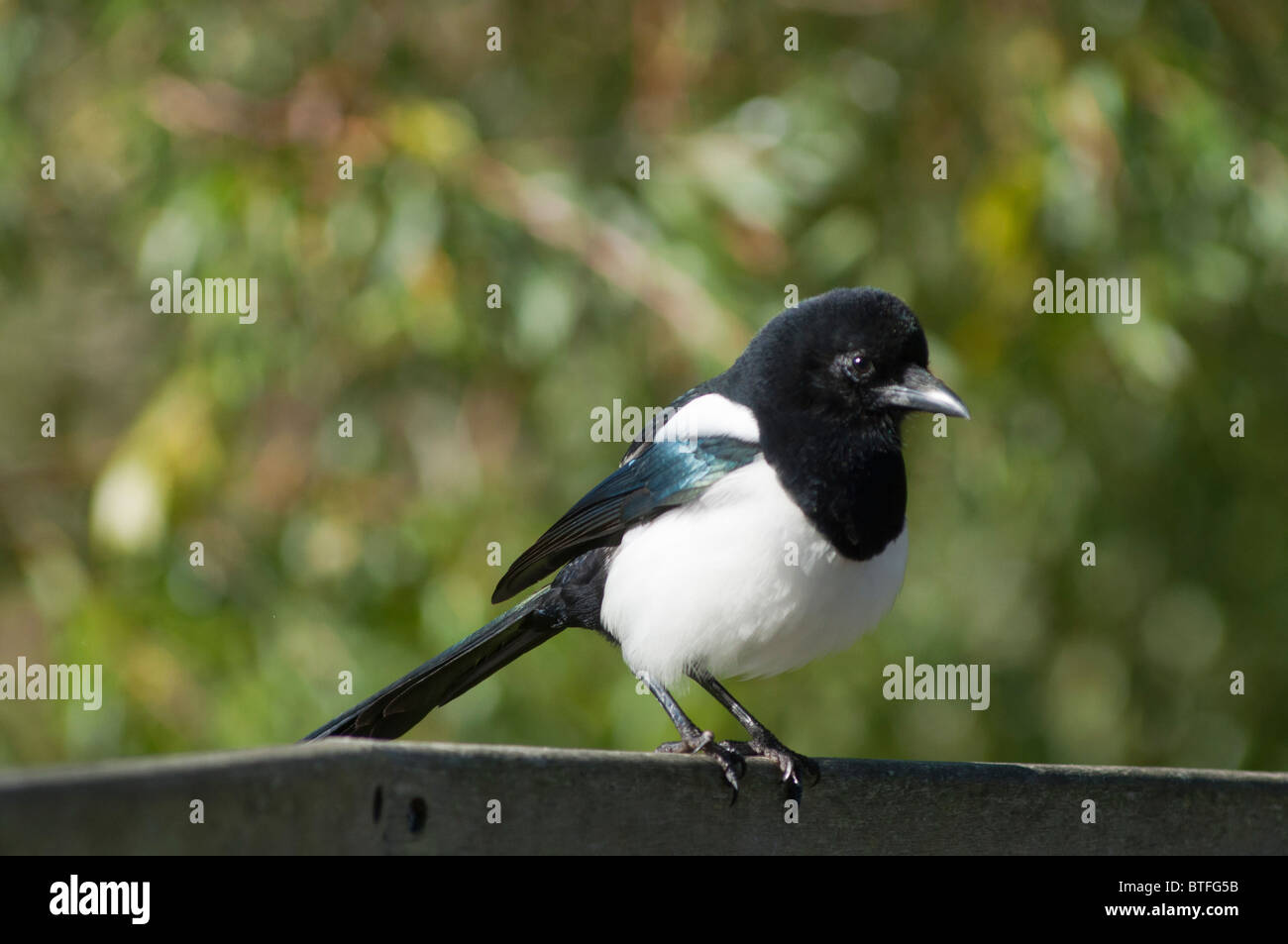 Magpie on fence hi-res stock photography and images - Alamy