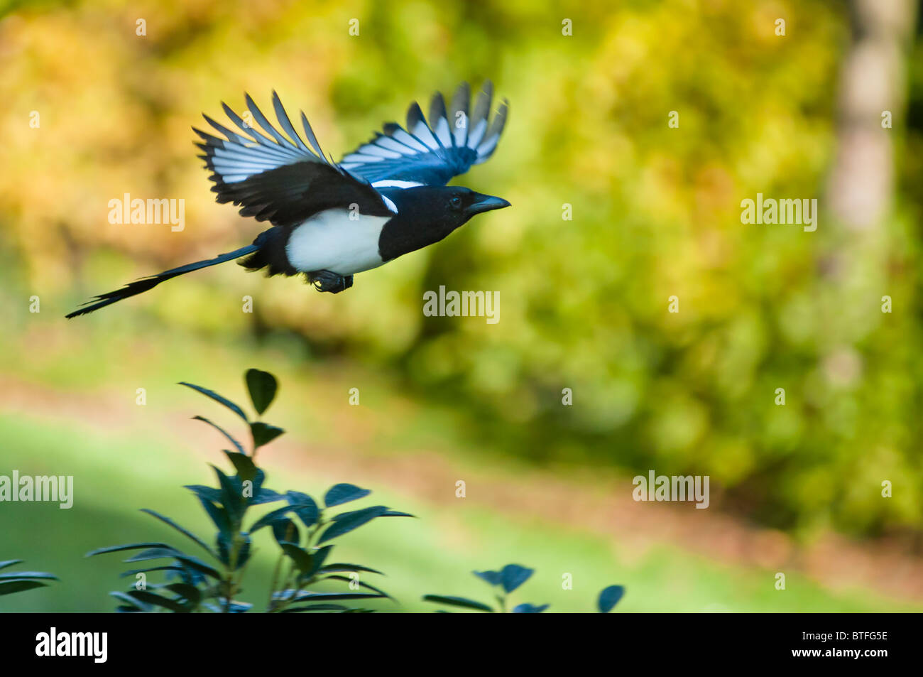 Magpie in flight hi-res stock photography and images - Alamy
