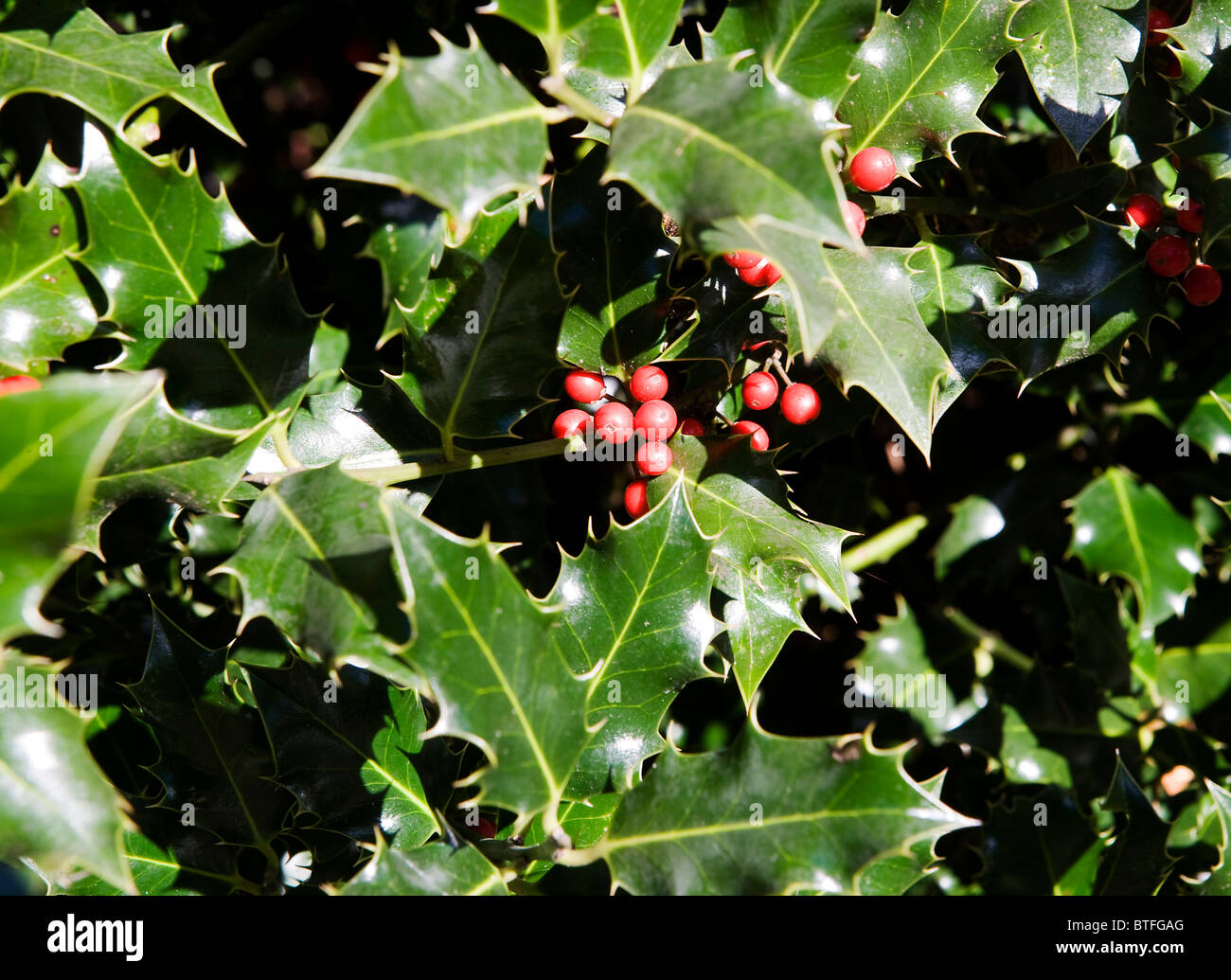 Holly Hedge Stock Photos & Holly Hedge Stock Images - Alamy