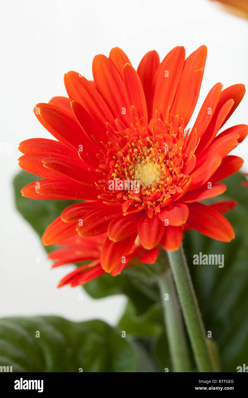 Small red flowers macro closeup Stock Photo - Alamy