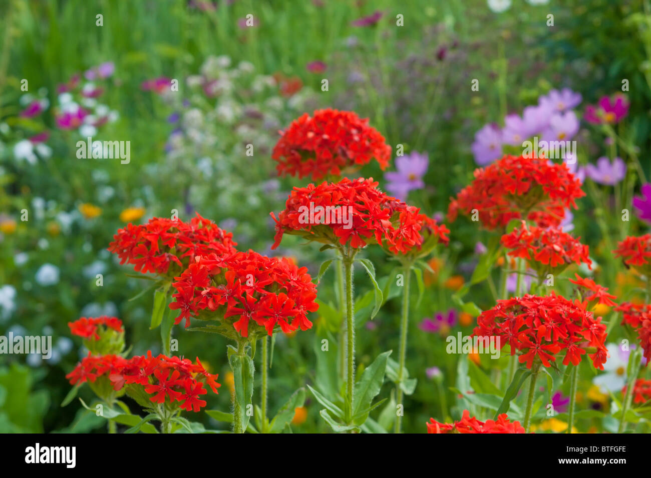 Red flowers in summer Stock Photo - Alamy