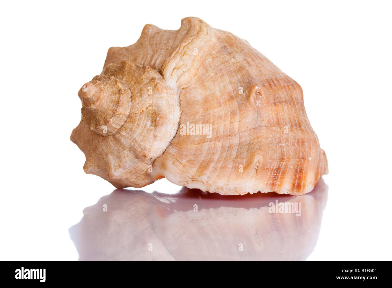 Scallop underwater shell hi-res stock photography and images - Alamy