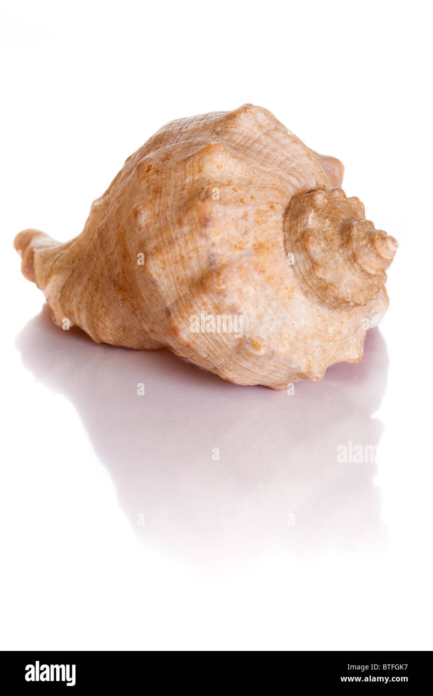 Scallop underwater shell hi-res stock photography and images - Alamy