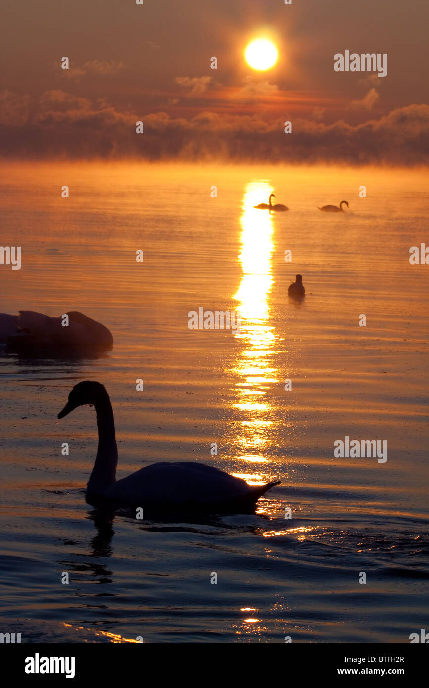 Sunset in the sea with swans Stock Photo - Alamy