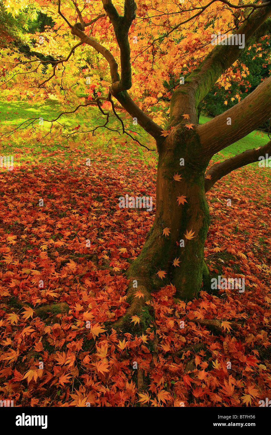 Acer tree uk hi-res stock photography and images - Alamy