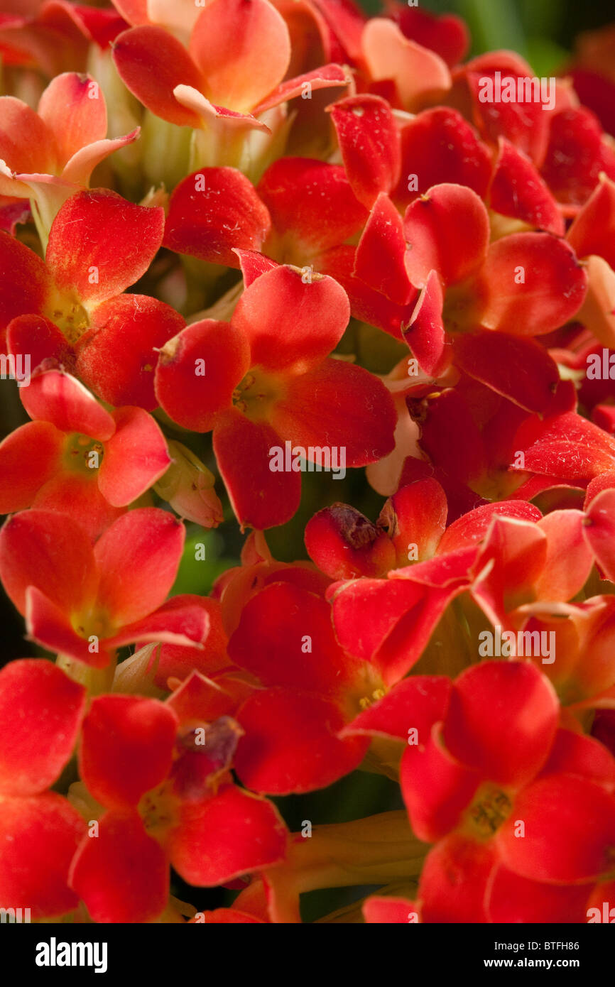 Small red flowers macro closeup Stock Photo - Alamy